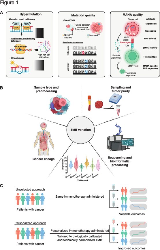 Of Context, Quality, and Complexity: Fine-combing Tumor Mutation Burden ...